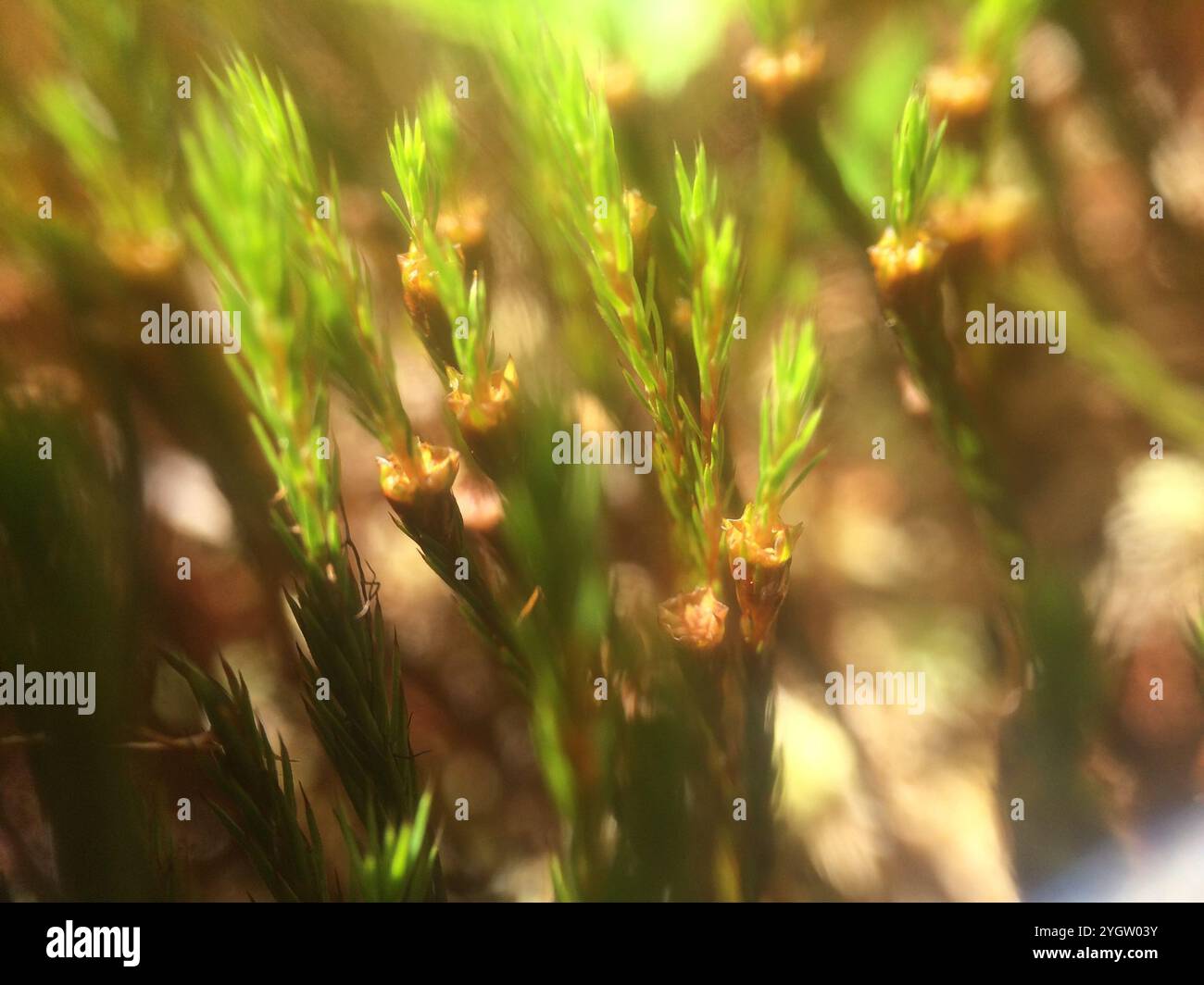 Bog Haircap Moss (Polytrichum strictum Stock Photo - Alamy