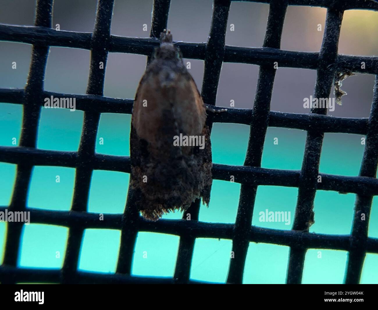 Tortricine Leafroller Moths (Tortricinae Stock Photo - Alamy
