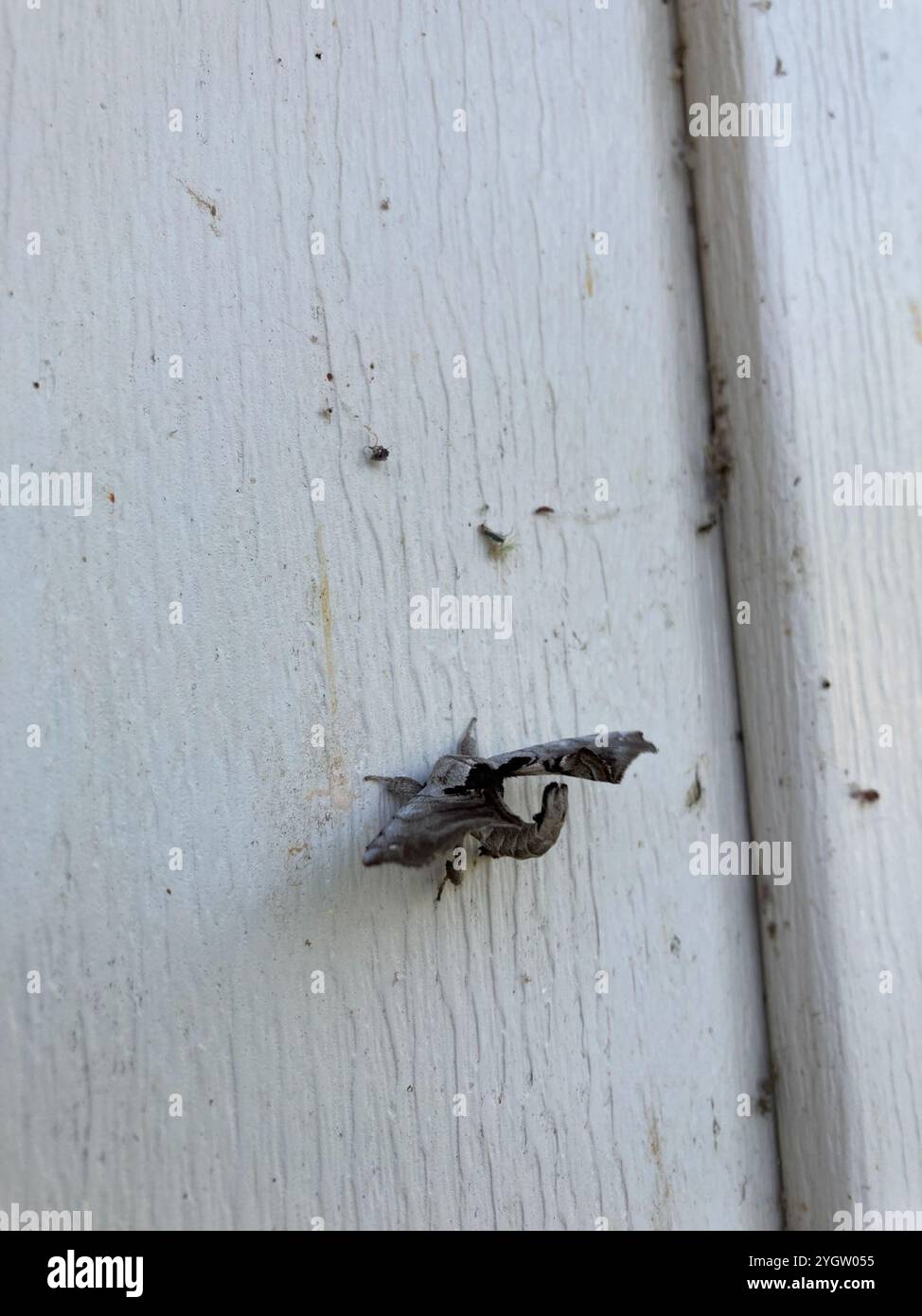 Spotted Apatelodes Moth (Apatelodes torrefacta Stock Photo - Alamy