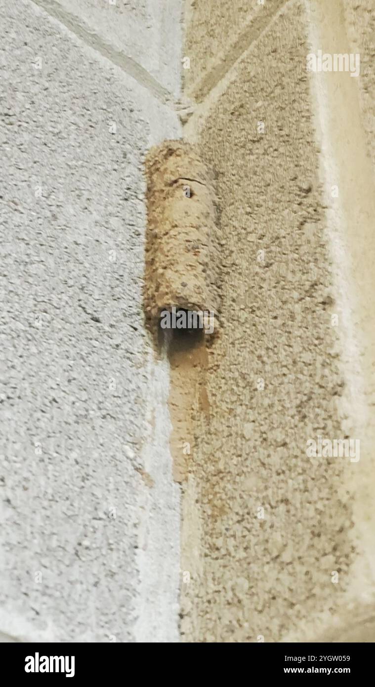 Trypoxylon politum wasp hi-res stock photography and images - Alamy