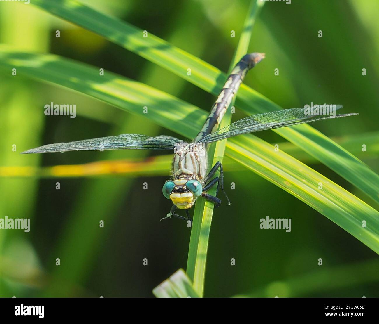 Unicorn Clubtail (Arigomphus villosipes Stock Photo - Alamy