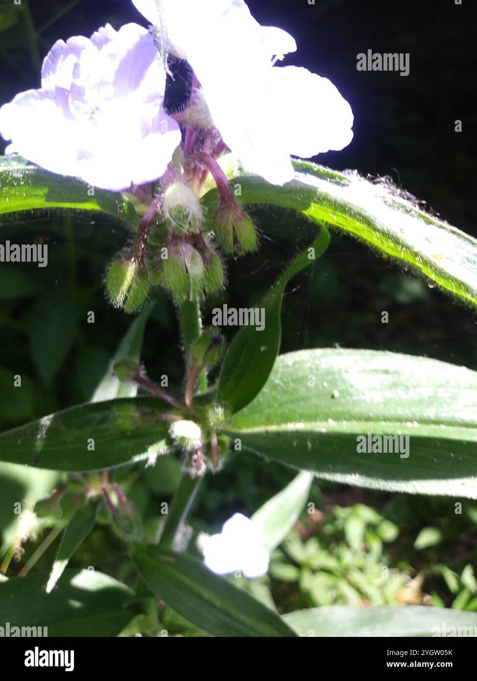 Zigzag Spiderwort (Tradescantia subaspera Stock Photo - Alamy