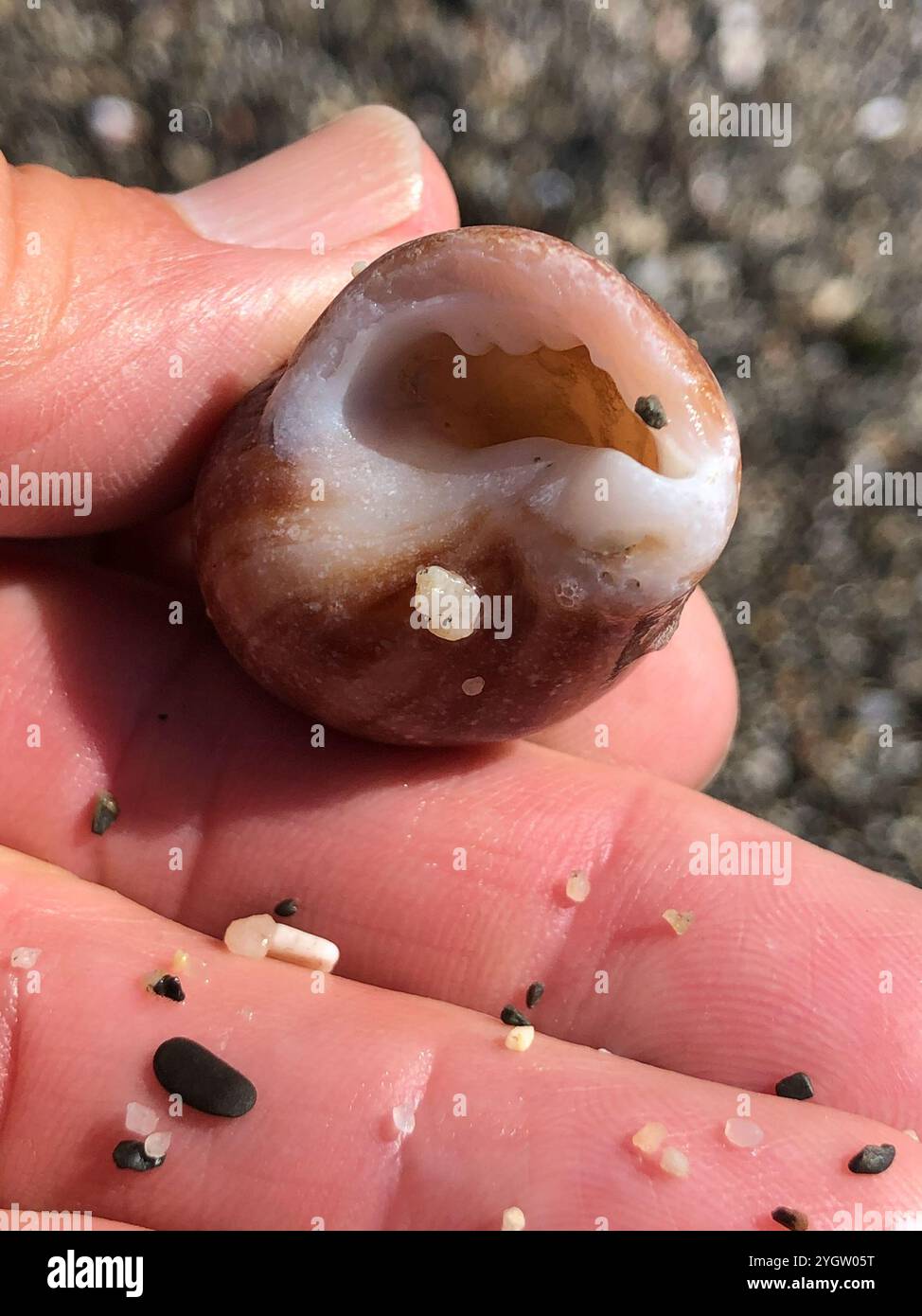 Frilled Dogwinkle (Nucella lamellosa Stock Photo - Alamy