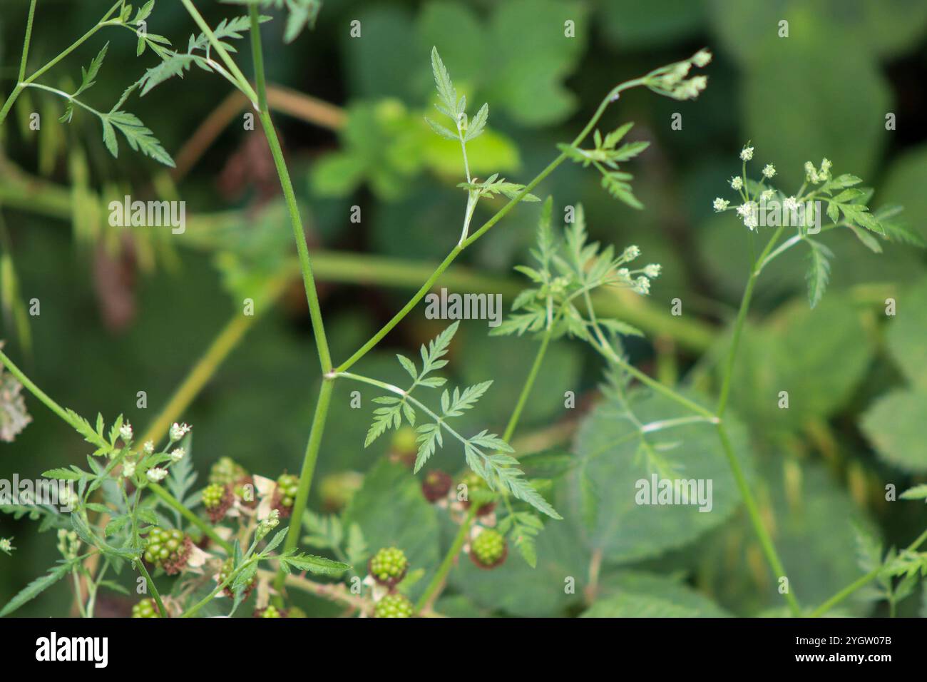 common hedge parsley (Torilis arvensis Stock Photo - Alamy