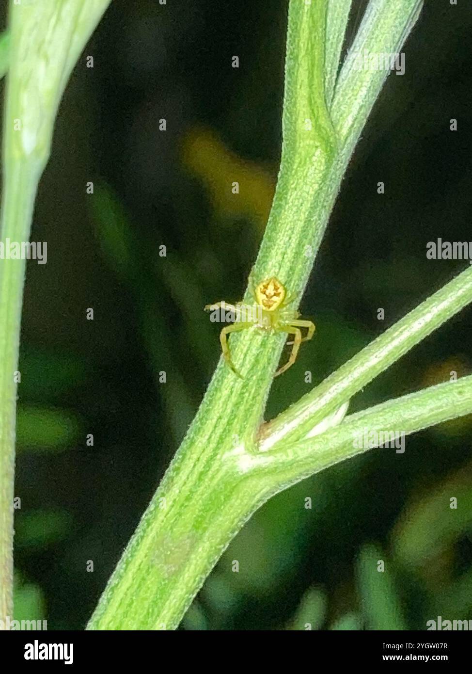 Crab Spiders (Thomisidae Stock Photo - Alamy