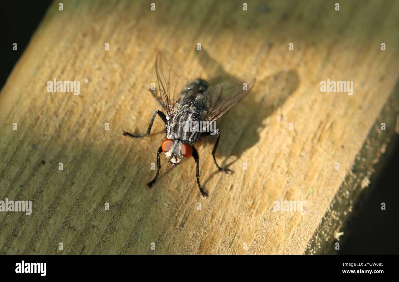 Common Flesh Flies (Sarcophaga Stock Photo - Alamy