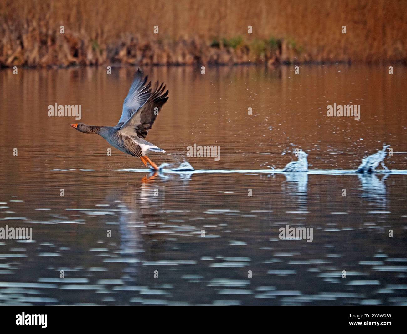 single Greylag Goose (Anser anser) taking off with flapping paddling ...