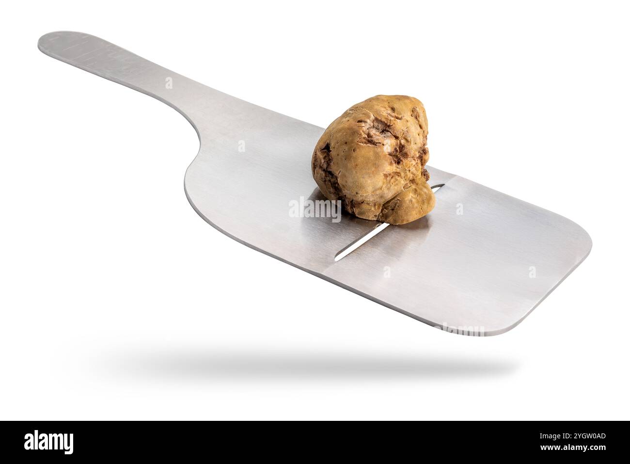 White truffle on stainless steel truffle cutter isolated on white with ...