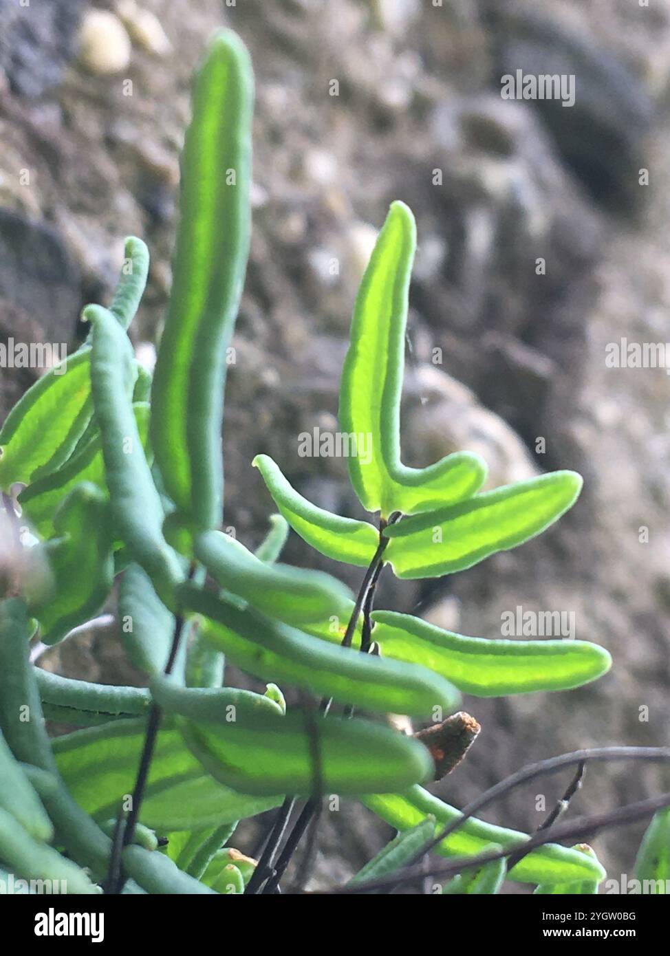 smooth cliffbrake (Pellaea glabella Stock Photo - Alamy