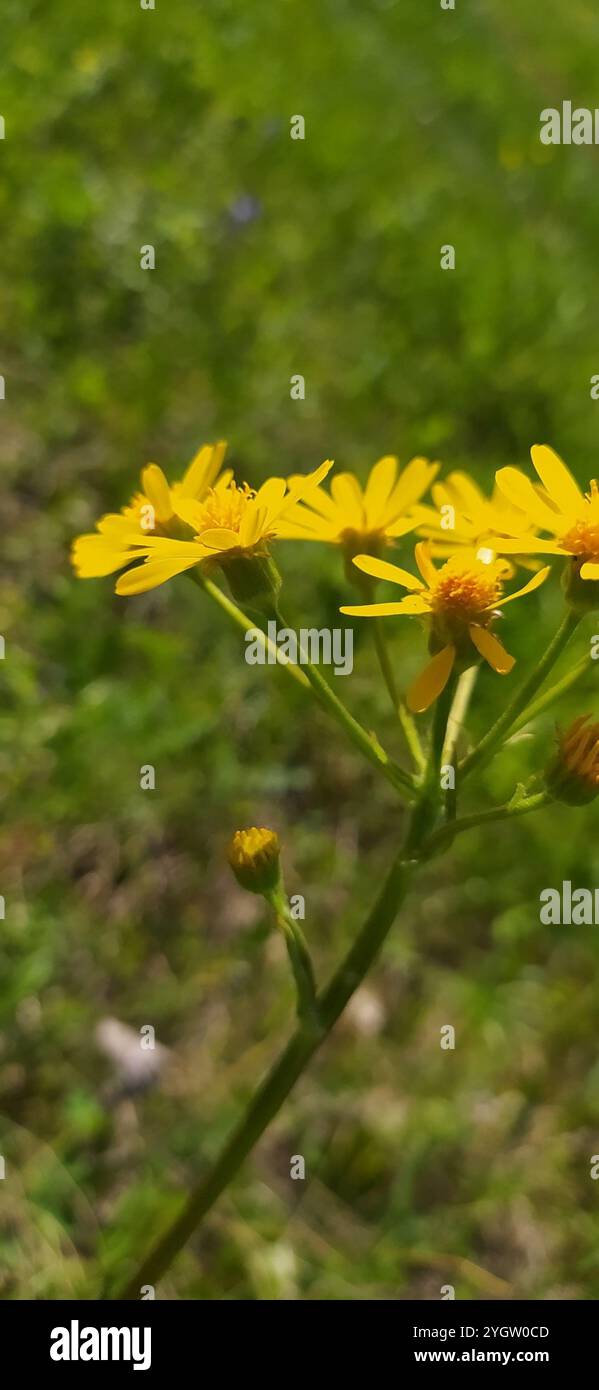 Field Fleawort (Tephroseris integrifolia Stock Photo - Alamy