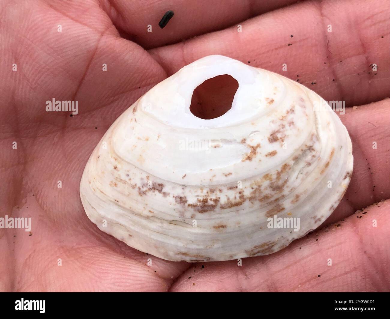 Bent-nosed Clam (Macoma nasuta Stock Photo - Alamy