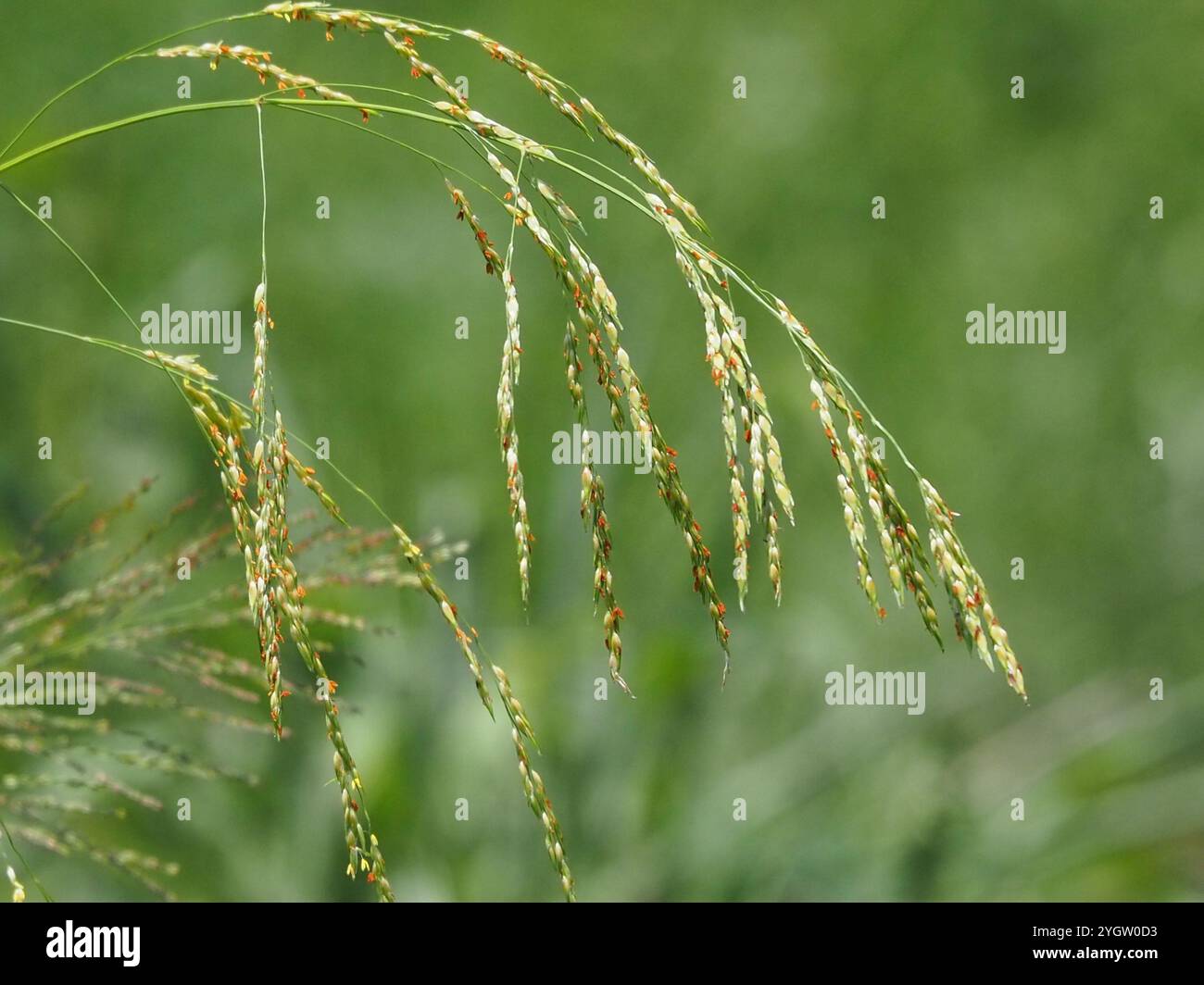 Wild Sorghum (Sorghum bicolor verticilliflorum Stock Photo - Alamy