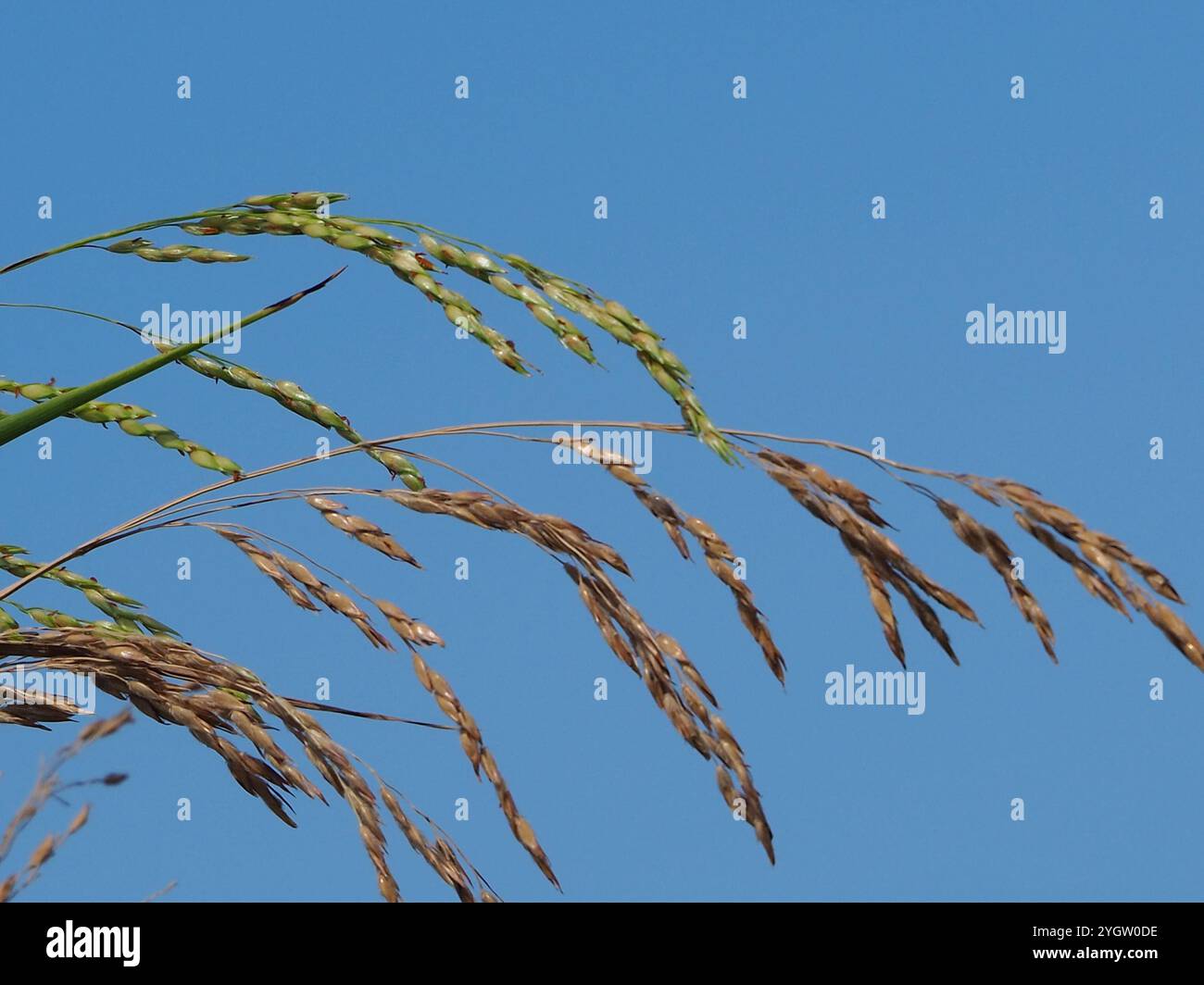 Wild Sorghum (Sorghum bicolor verticilliflorum Stock Photo - Alamy