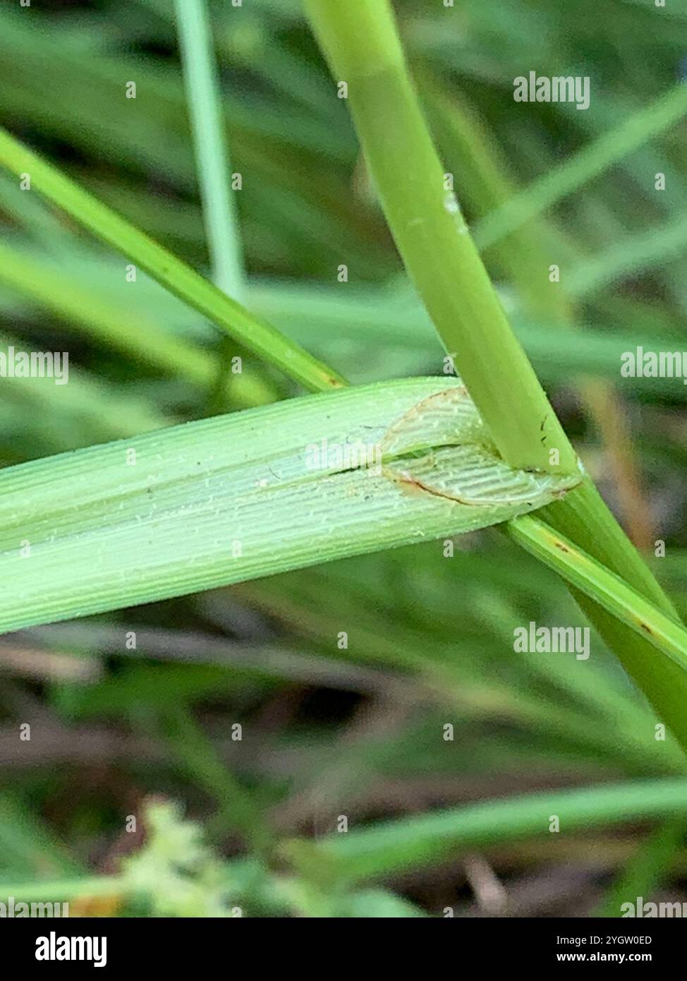 Franks sedge hi-res stock photography and images - Alamy