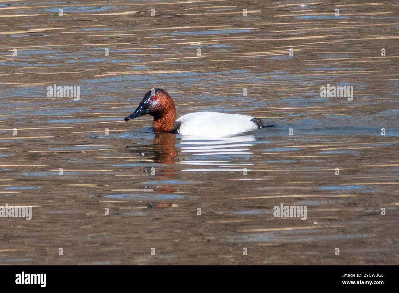 Canvasback (Aythya valisineria Stock Photo - Alamy