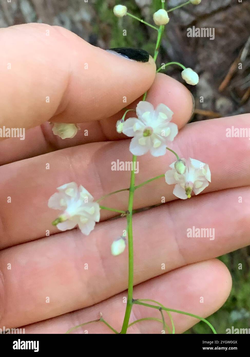 White Inside-out Flower (Vancouveria hexandra Stock Photo - Alamy
