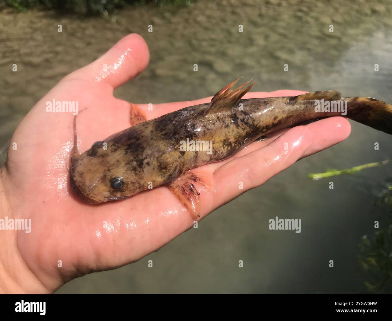 Flathead catfish hi-res stock photography and images - Alamy