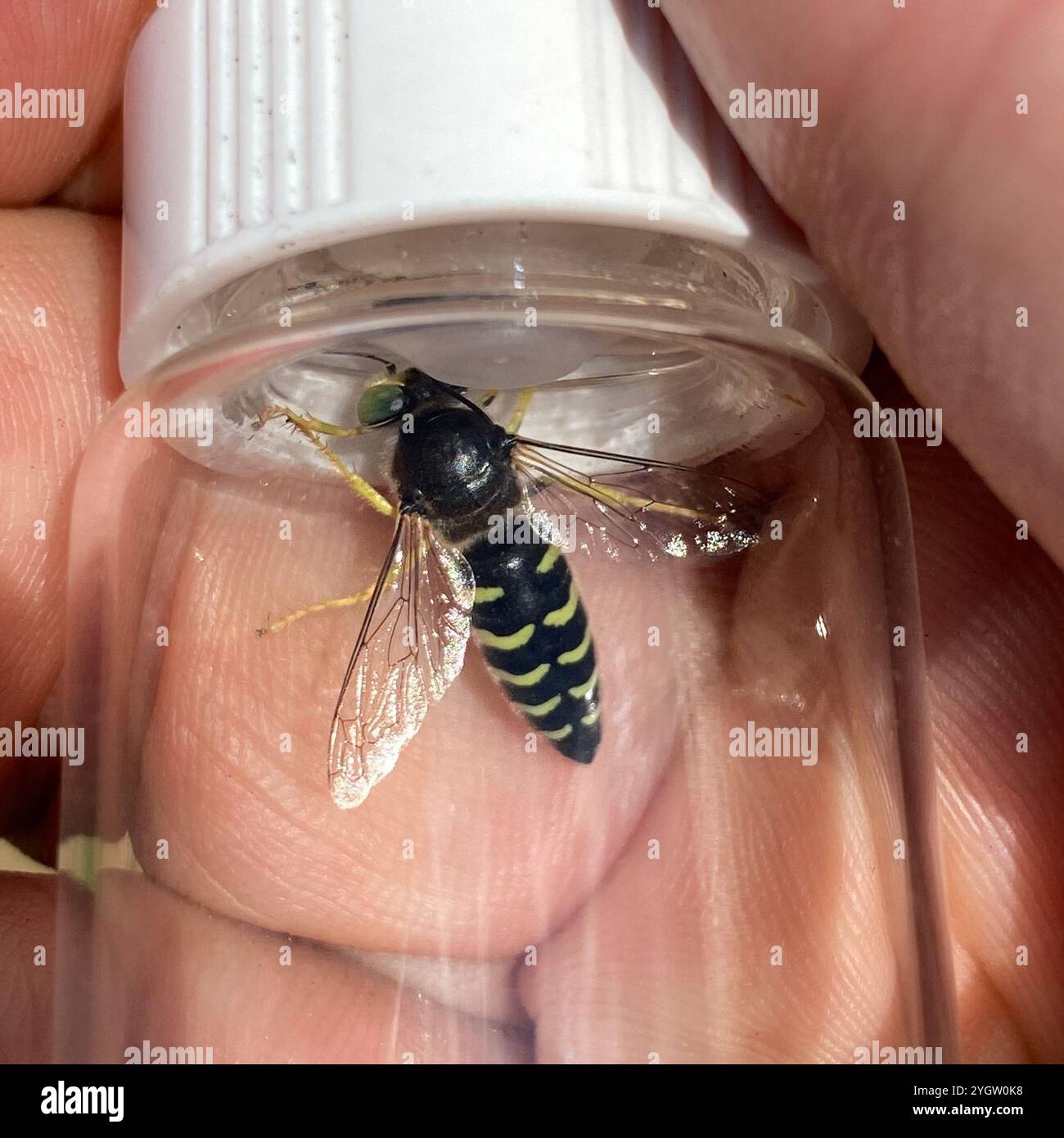 American Sand Wasp (Bembix americana Stock Photo - Alamy