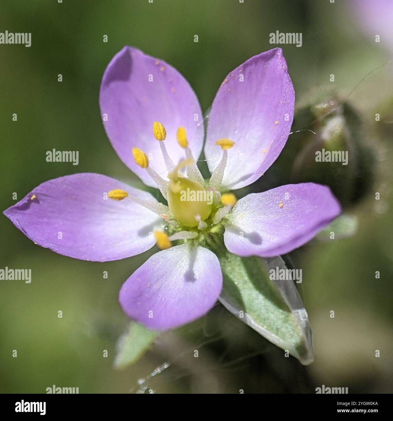 Red Sand Spurrey (Spergularia rubra Stock Photo - Alamy