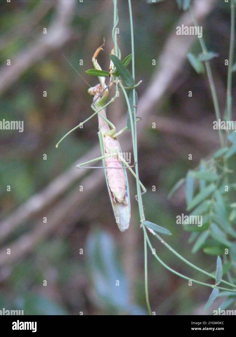 Flag Mantis (Polyspilota aeruginosa Stock Photo - Alamy
