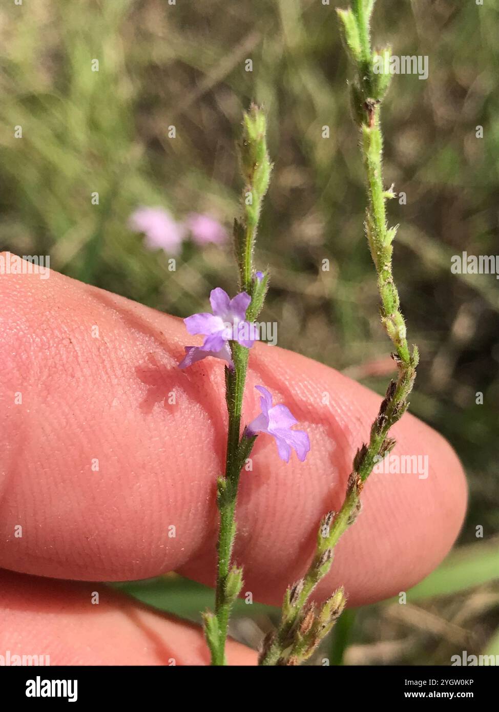 Texas vervain hi-res stock photography and images - Alamy