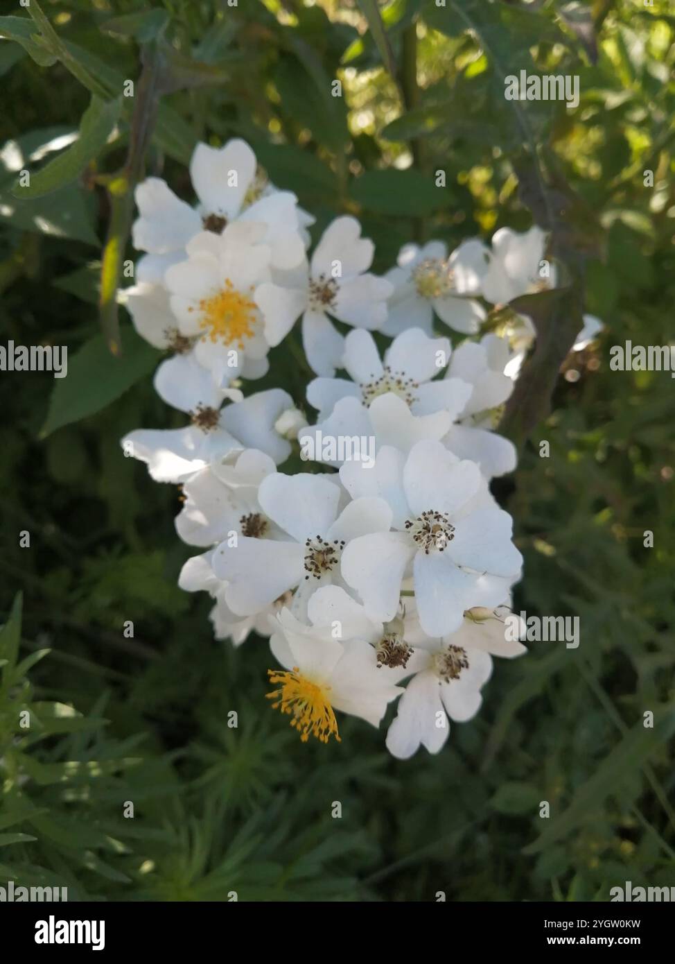 multiflora rose (Rosa multiflora Stock Photo - Alamy