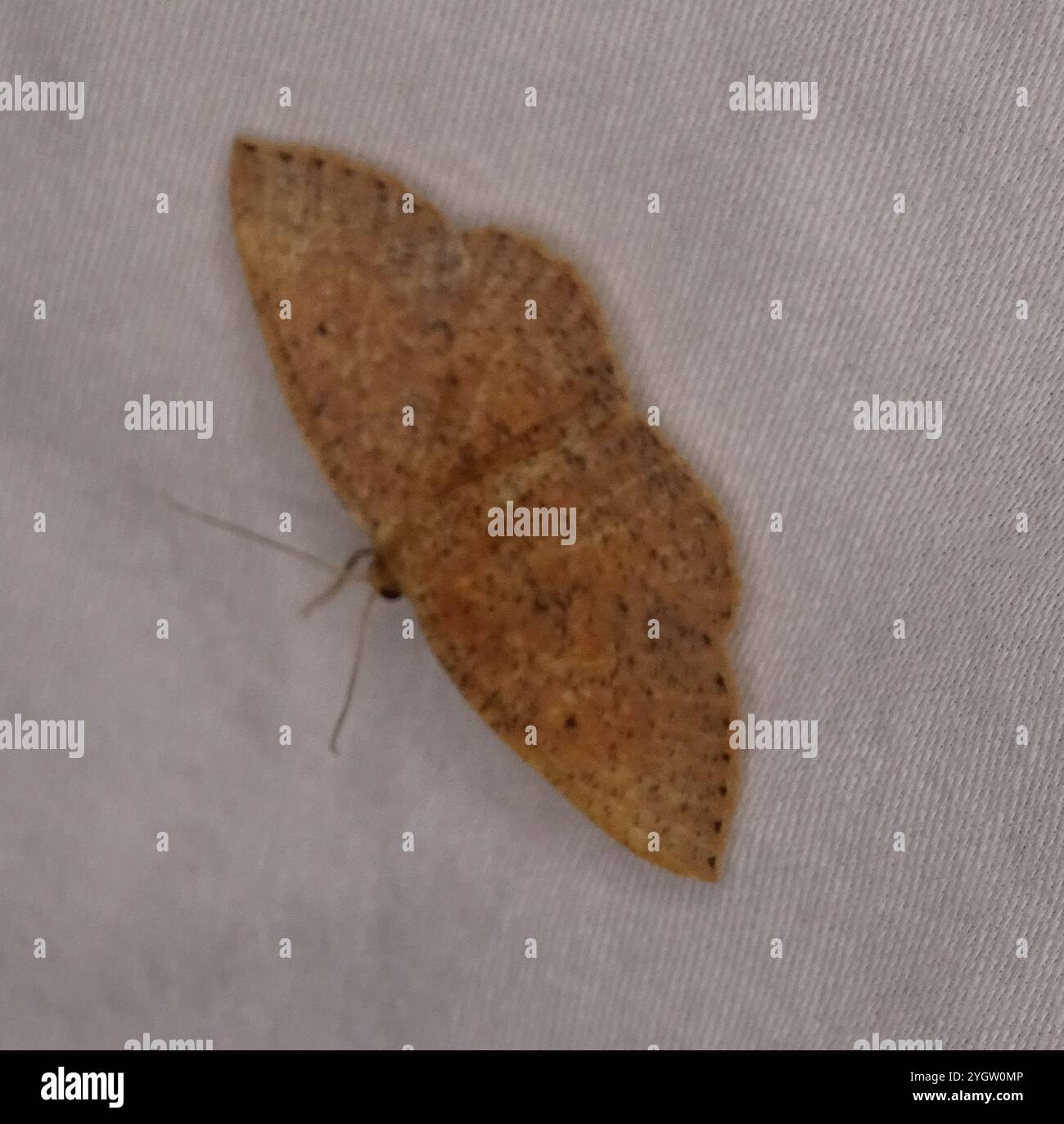 Geometer Moths (Geometridae Stock Photo - Alamy
