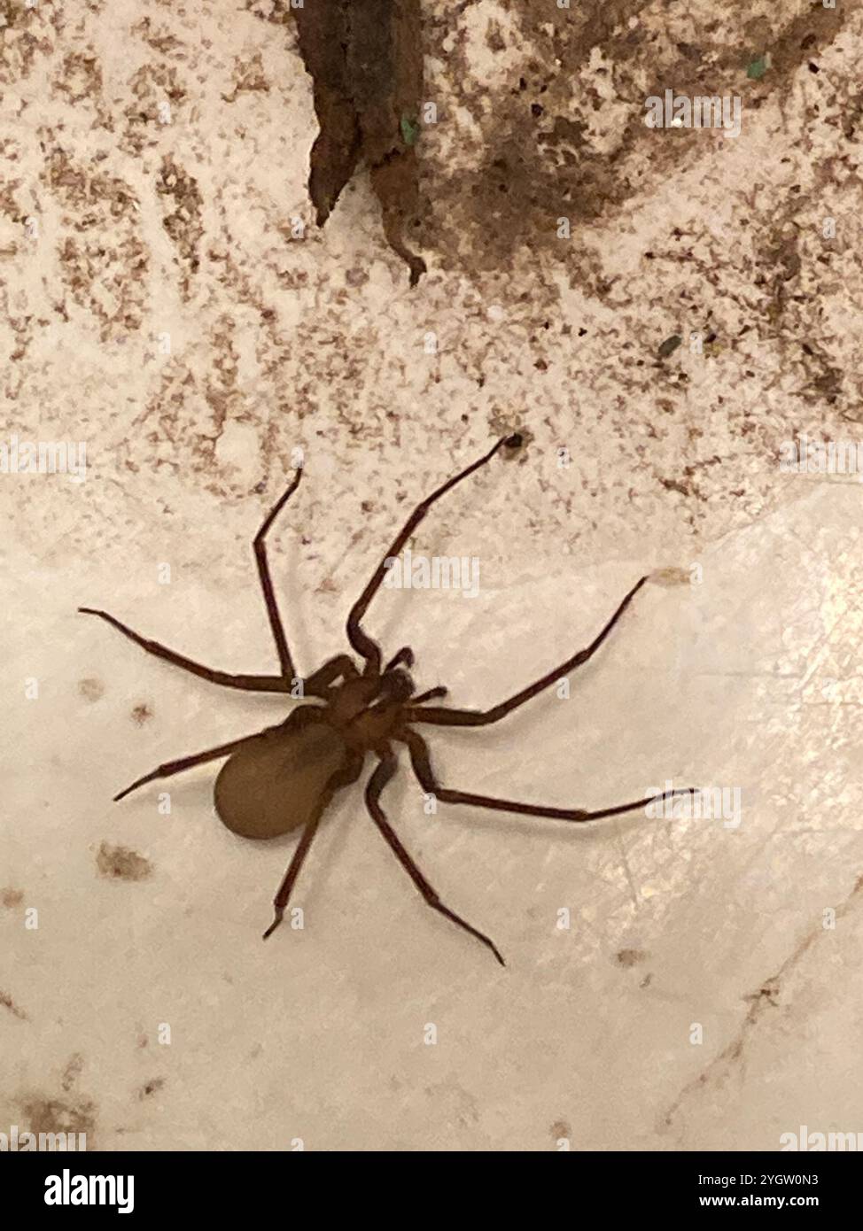 Brown Recluse (Loxosceles reclusa Stock Photo - Alamy