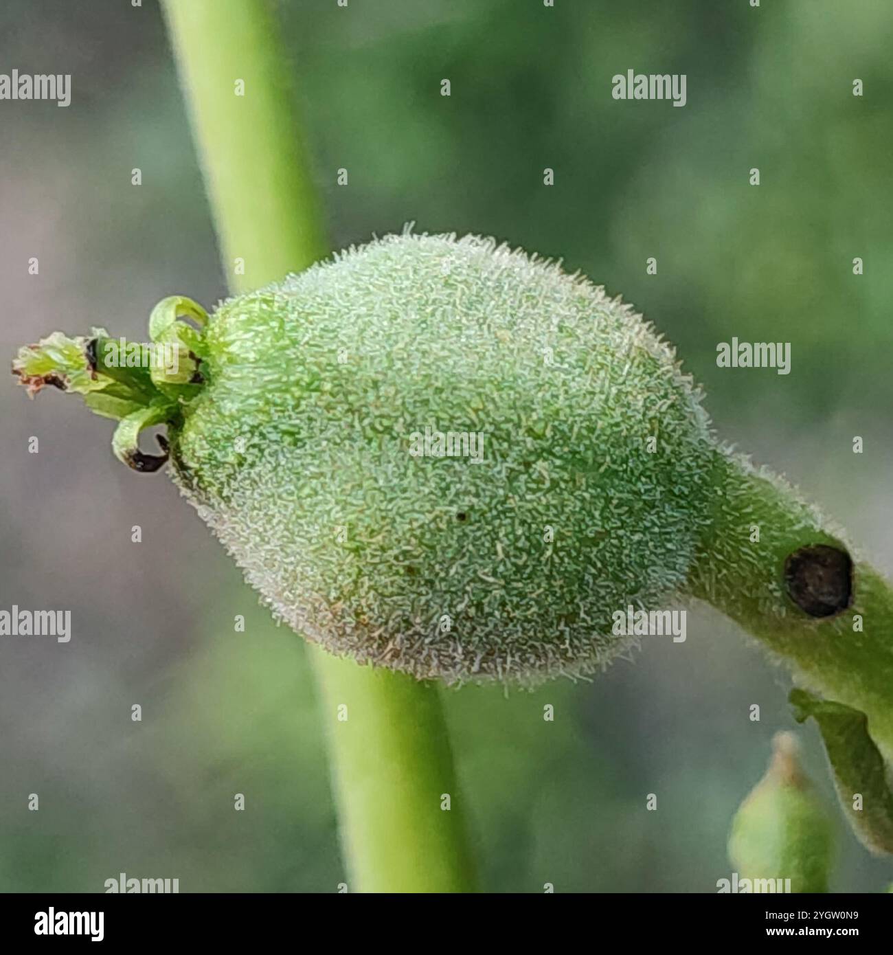 Persian walnut (Juglans regia Stock Photo - Alamy