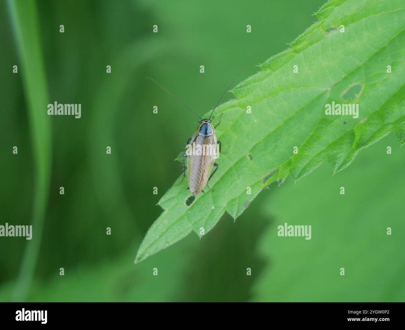 Forest Cockroach (Ectobius sylvestris Stock Photo - Alamy