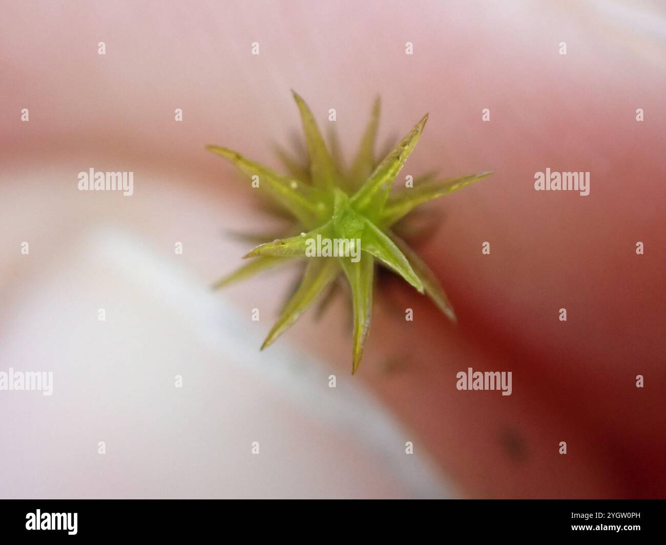 Yellow fringe moss hi-res stock photography and images - Alamy