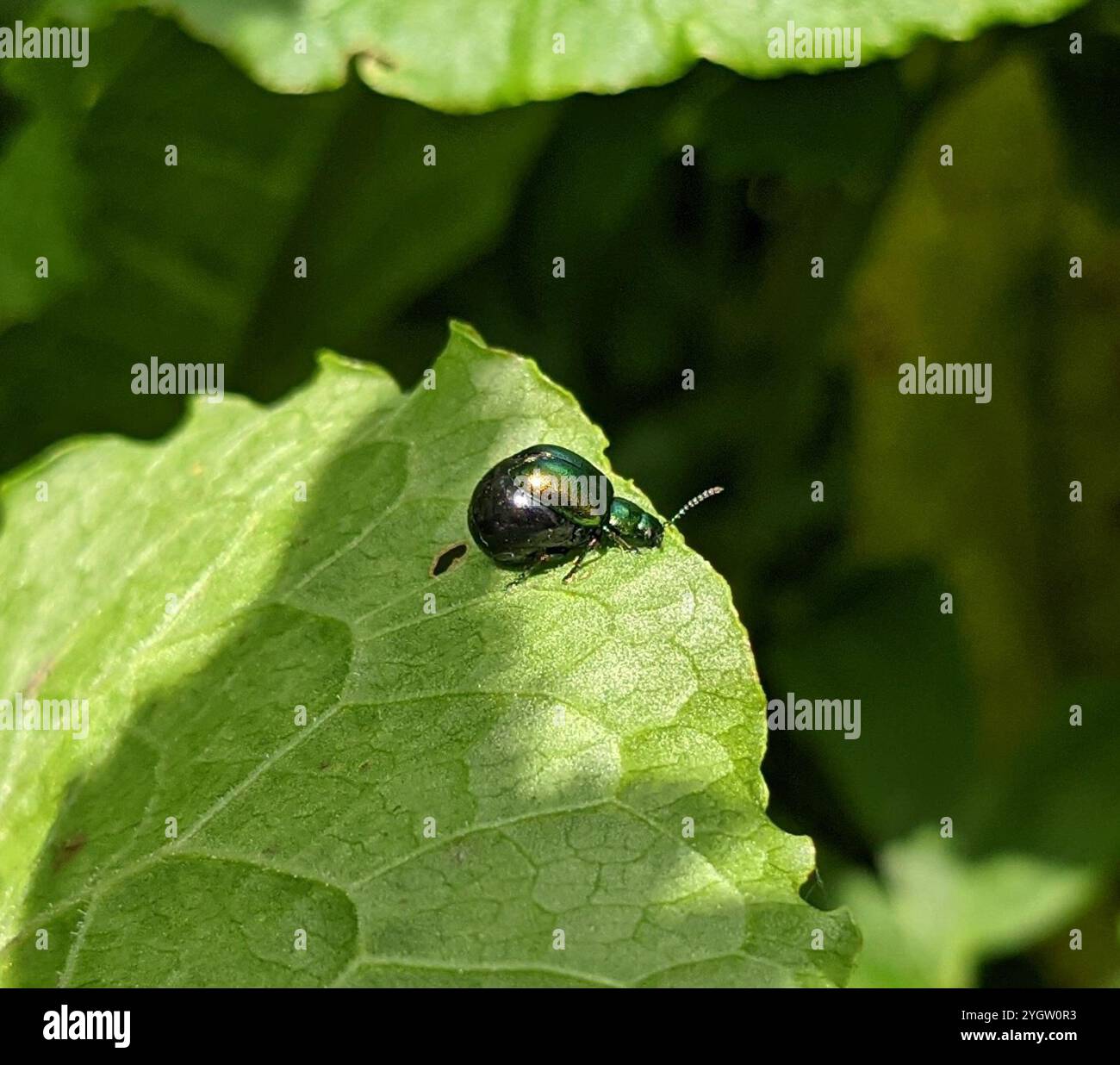 Green Dock Beetle (Gastrophysa viridula Stock Photo - Alamy