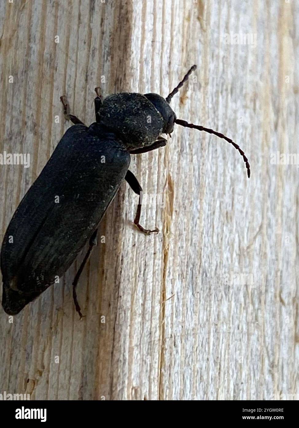 Black spruce borer hi-res stock photography and images - Alamy