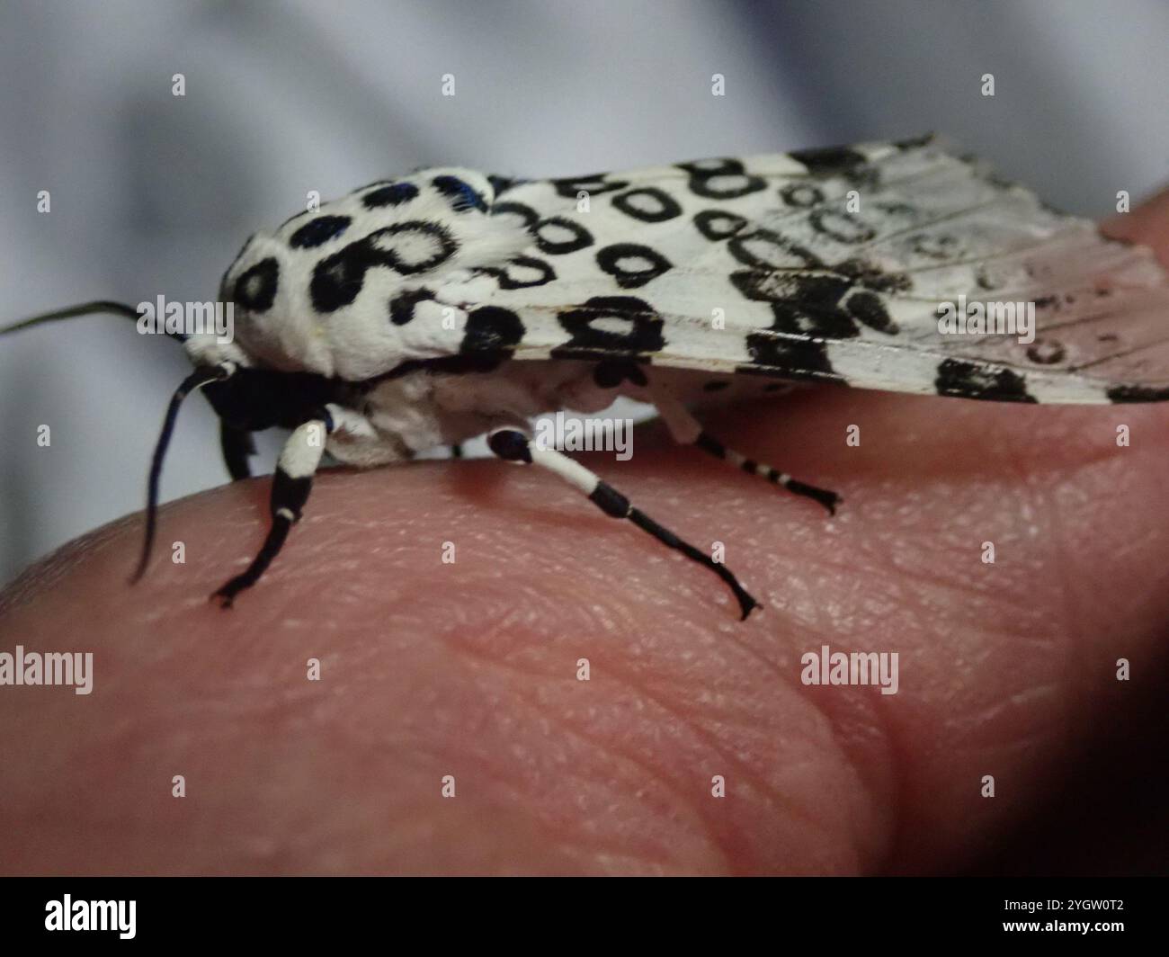 Giant Leopard Moth (Hypercompe scribonia Stock Photo - Alamy