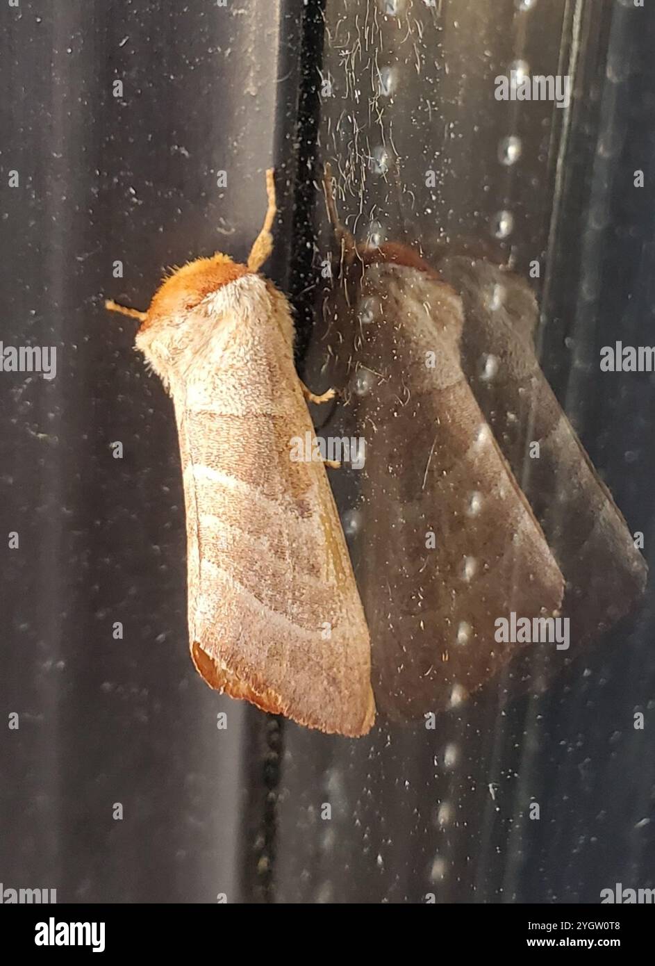 Walnut Caterpillar Moth (Datana integerrima Stock Photo - Alamy