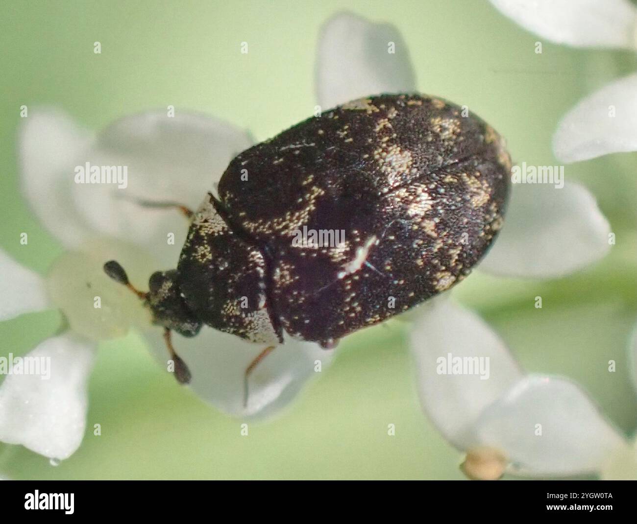 Museum Beetle (Anthrenus museorum Stock Photo - Alamy