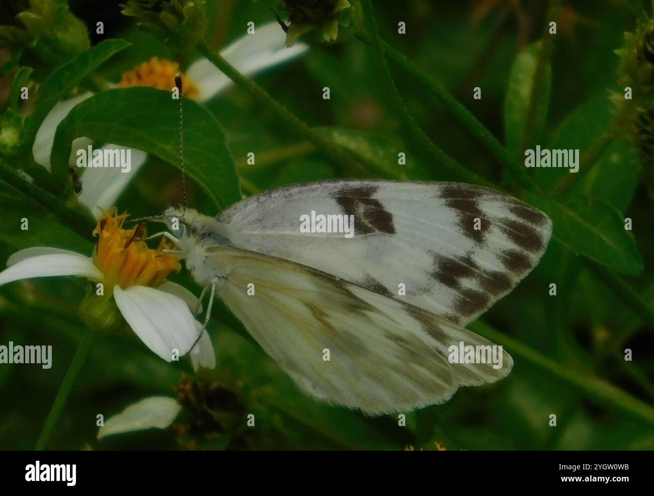 Checkered White (Pontia protodice Stock Photo - Alamy