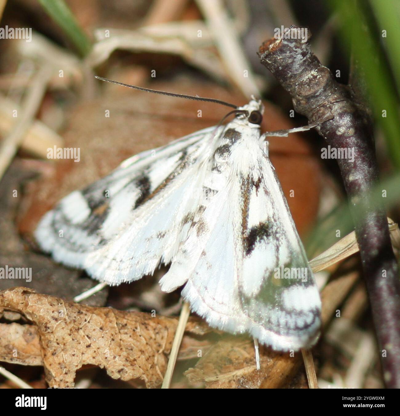 Polymorphic Pondweed Moth (Parapoynx maculalis Stock Photo - Alamy