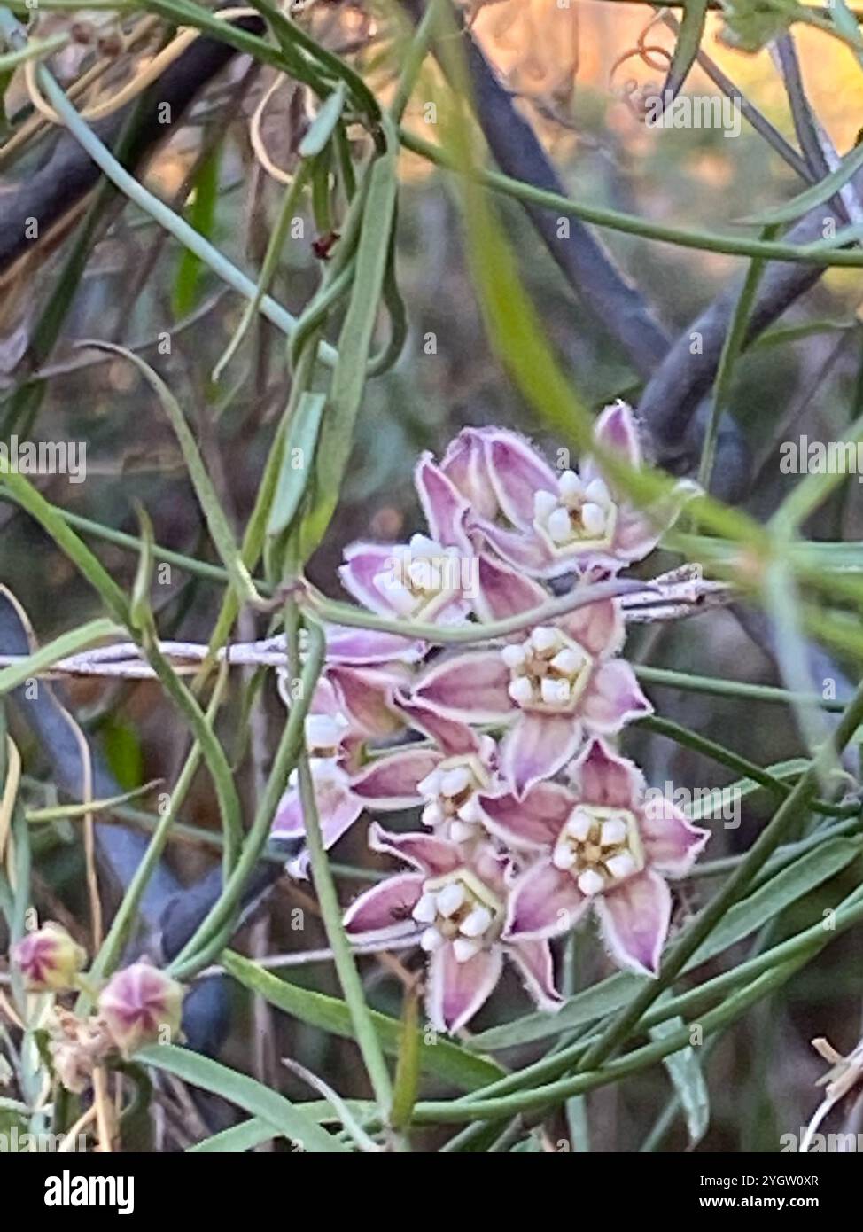 Hartweg's climbing milkweed (Funastrum heterophyllum Stock Photo - Alamy