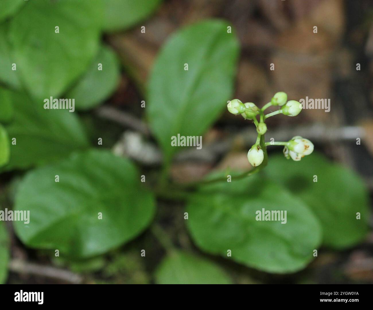 Pyrola elliptica hi-res stock photography and images - Alamy