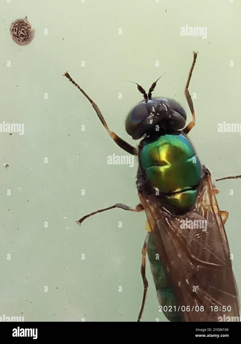 Broad Centurion Fly (Chloromyia formosa Stock Photo - Alamy