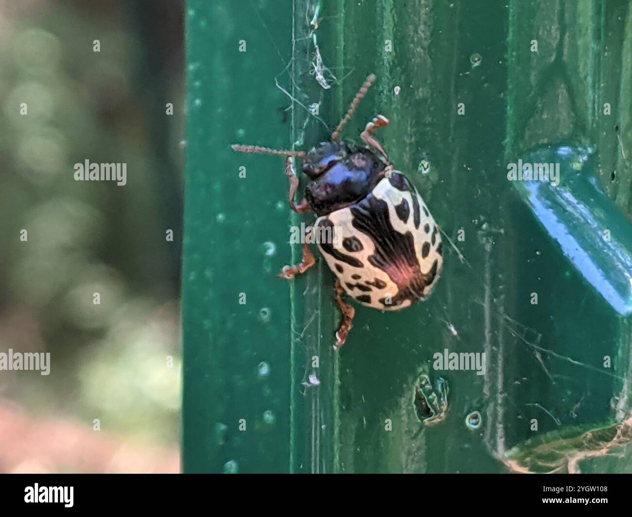 Dogwood Leaf Beetle (Calligrapha philadelphica Stock Photo - Alamy