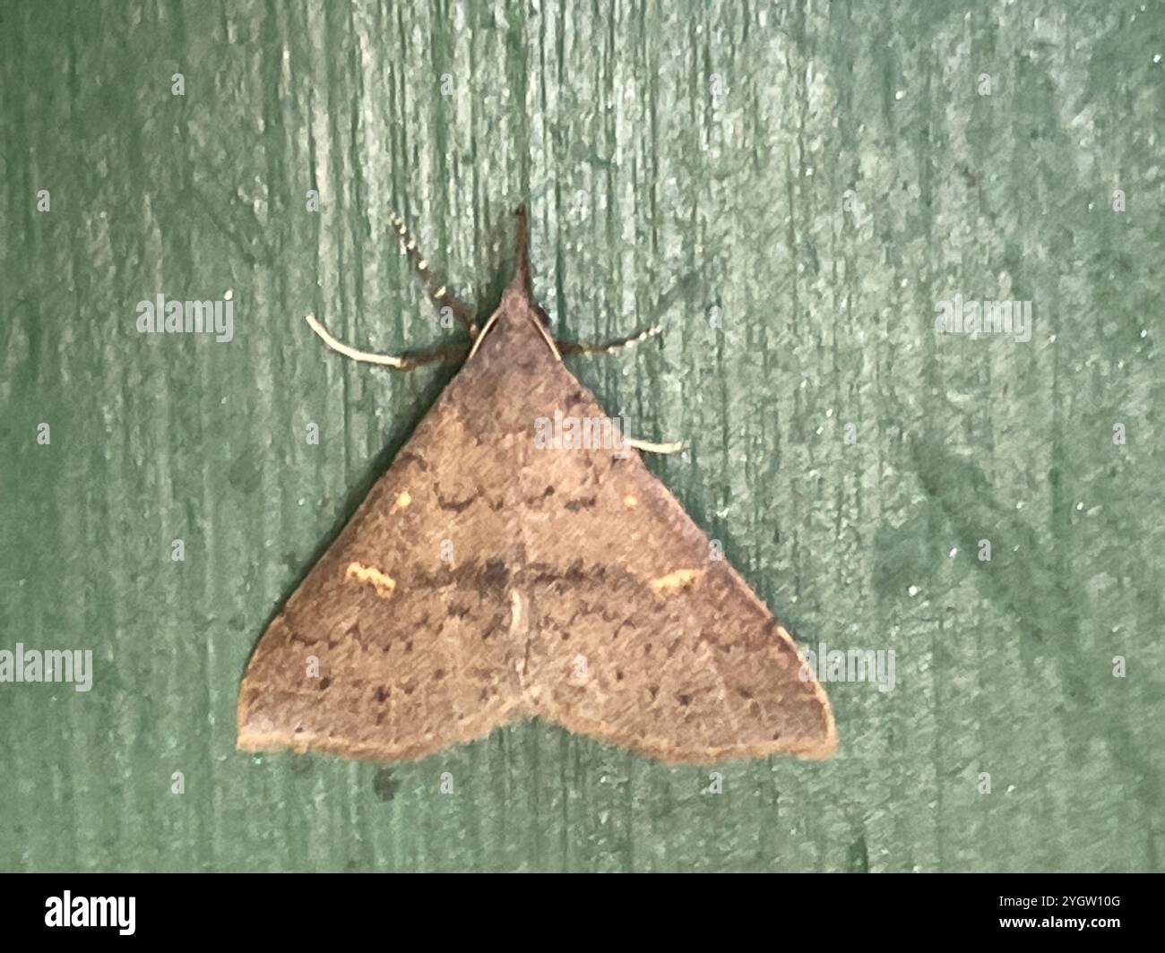 Speckled Renia Moth (Renia adspergillus Stock Photo - Alamy