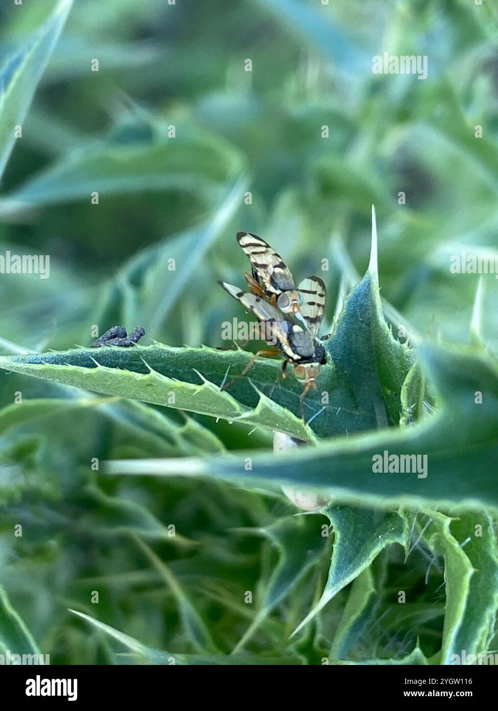 Greater Knapweed Gall Fly (Urophora cuspidata Stock Photo - Alamy