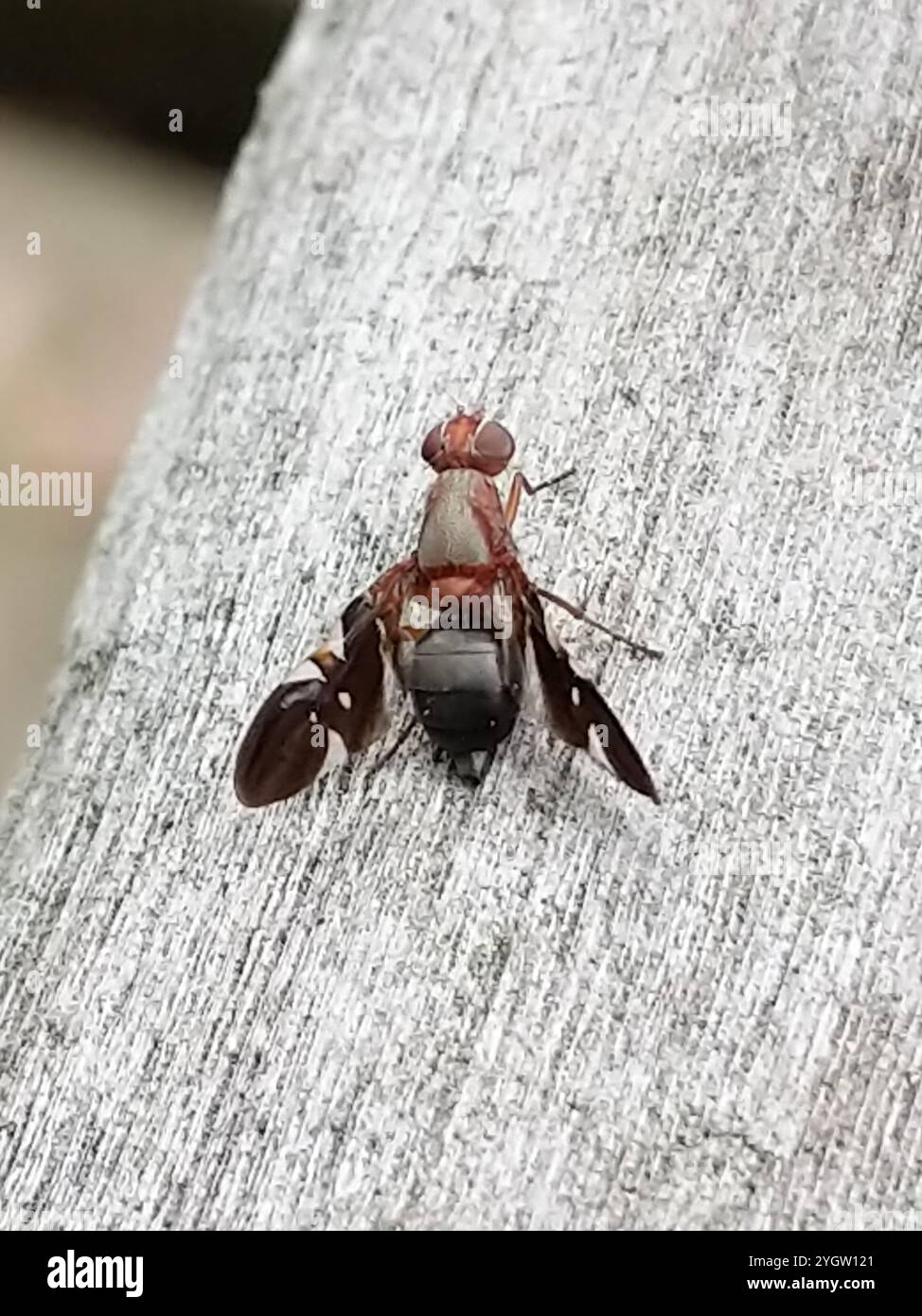 Common Picture-winged Fly (Delphinia picta Stock Photo - Alamy