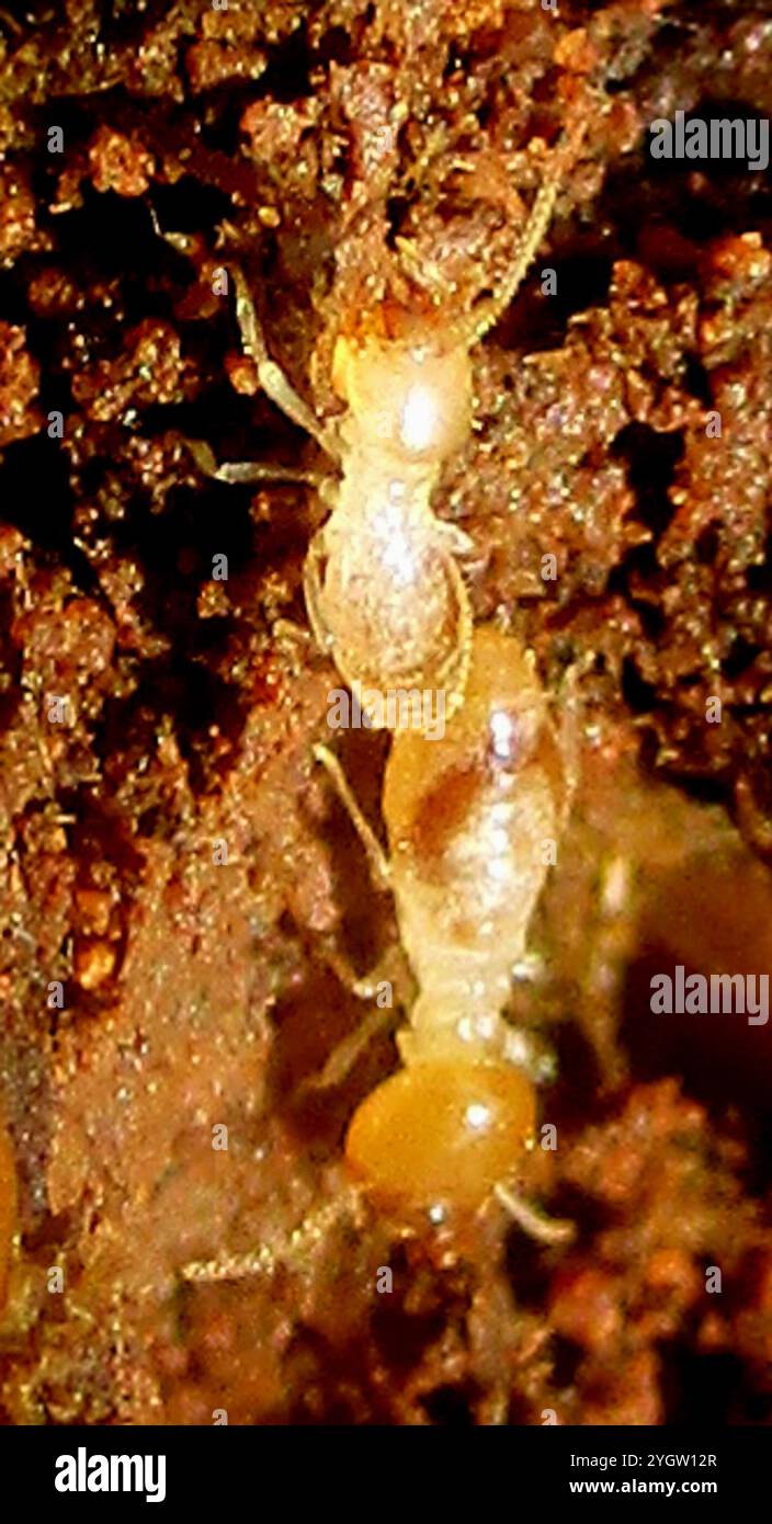 fungus-growing termites (Macrotermitinae Stock Photo - Alamy