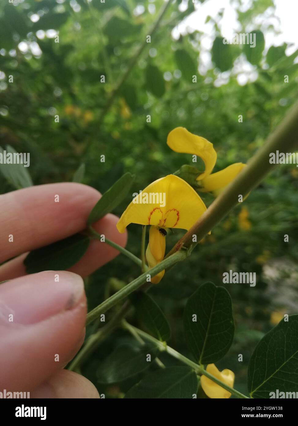 Bladder-senna (Colutea arborescens Stock Photo - Alamy