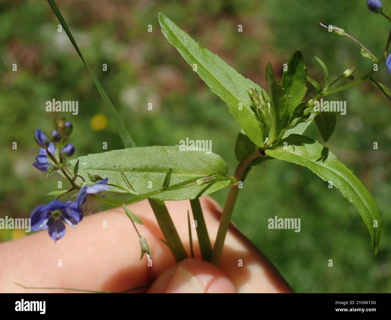 American brooklime hi-res stock photography and images - Alamy