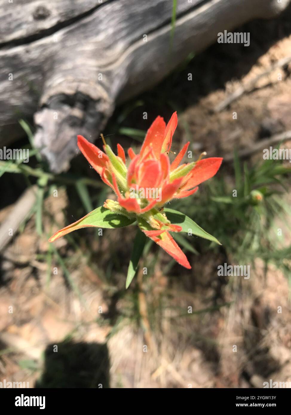 giant red Indian paintbrush (Castilleja miniata Stock Photo - Alamy