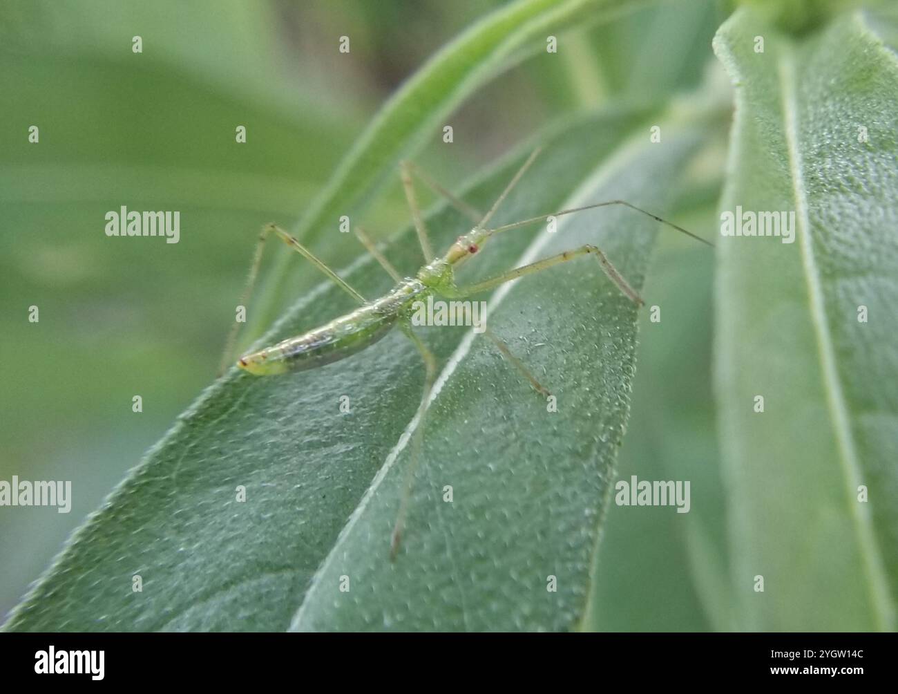 Pale green assassin bug zelus luridus hi-res stock photography and ...